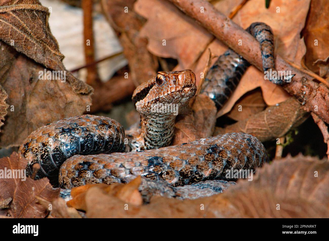 Asp snake hi-res stock photography and images - Alamy