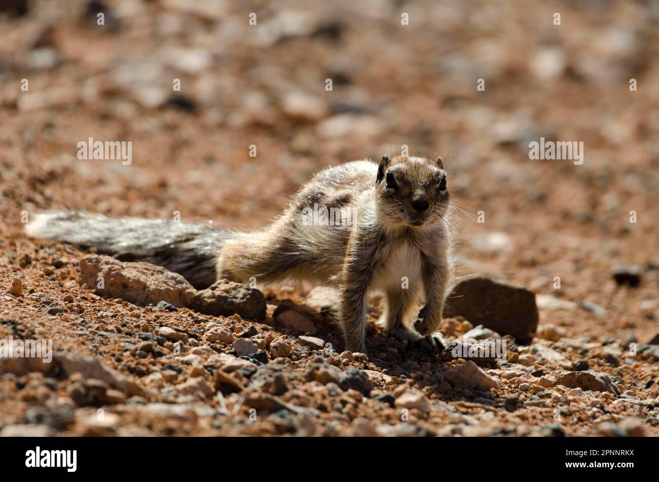 Atlas squirrel hi-res stock photography and images - Alamy