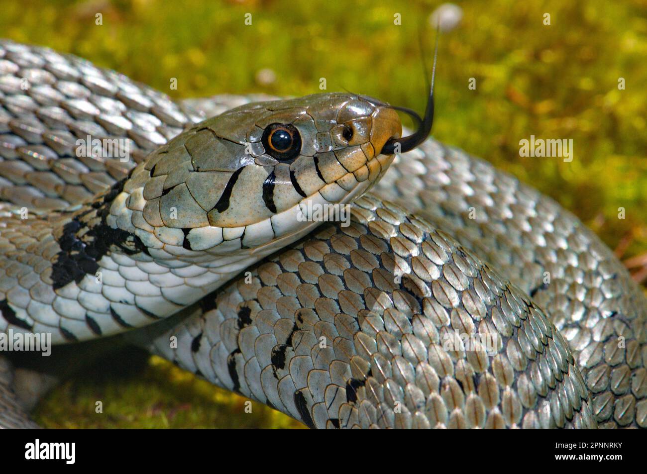 Barred ring snake, lambent Stock Photo - Alamy