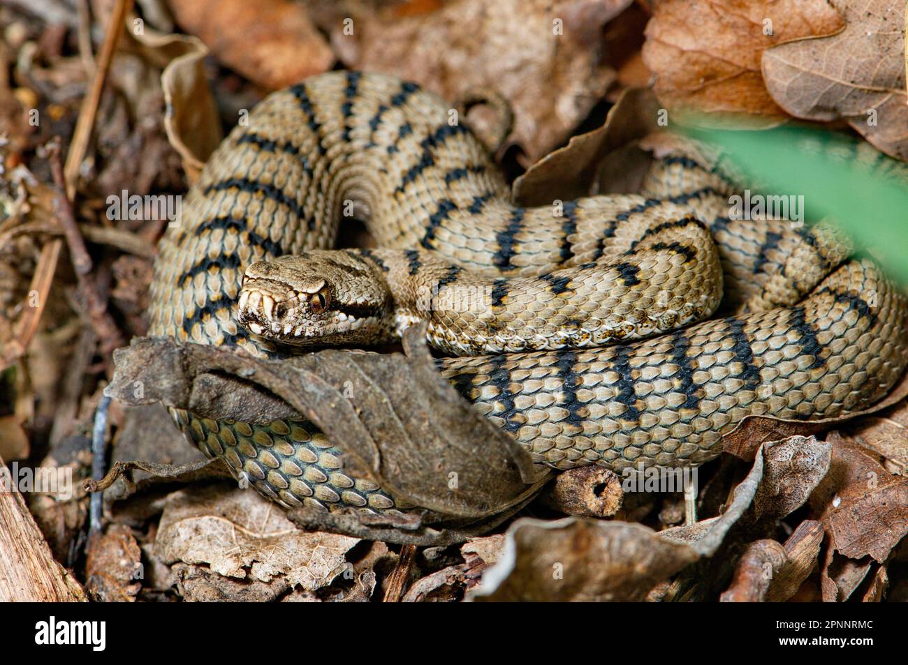 Asp snake hi-res stock photography and images - Alamy