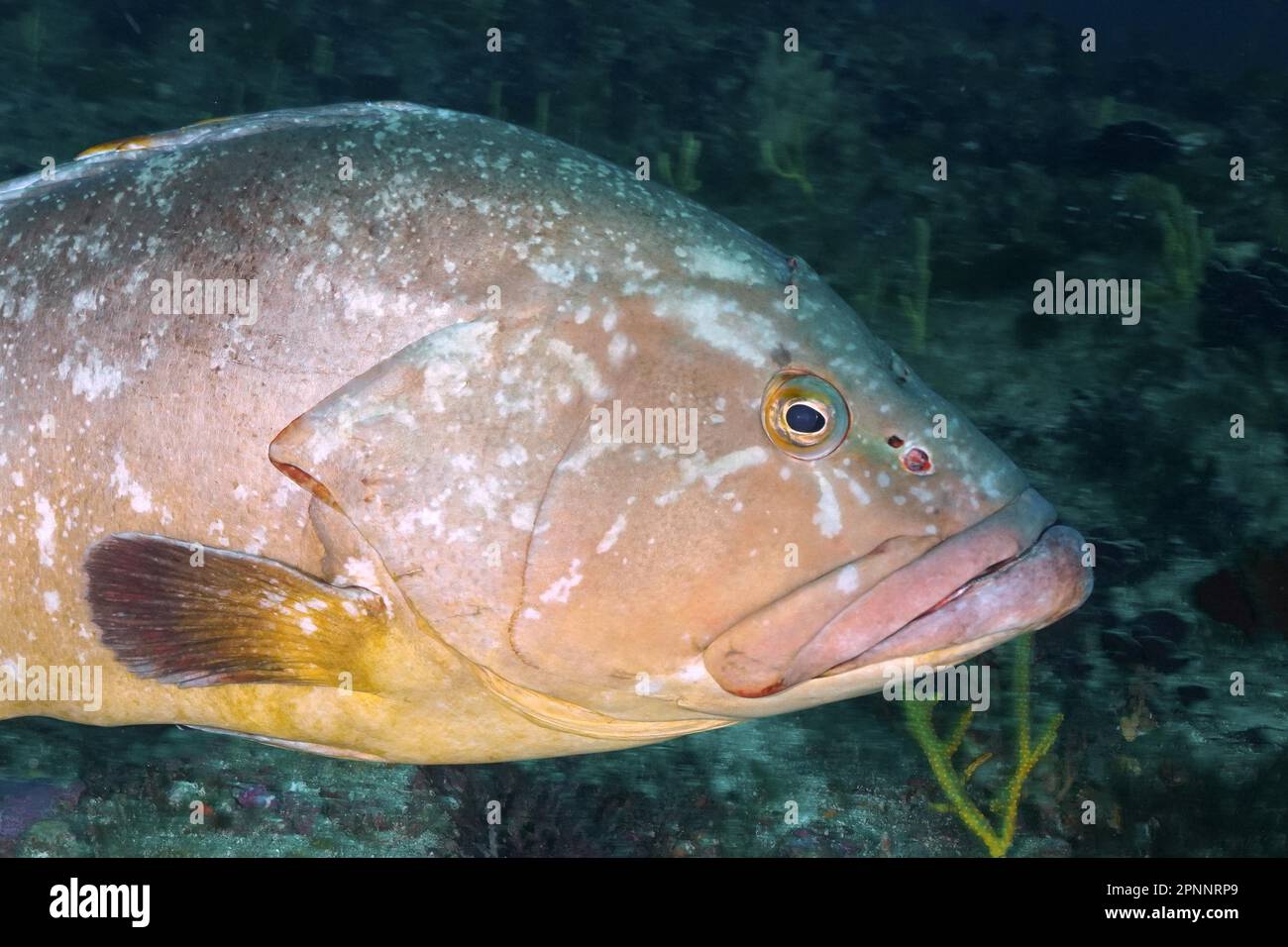 Dusky grouper (Epinephelus marginatus) (Mycteroperca marginatus ...