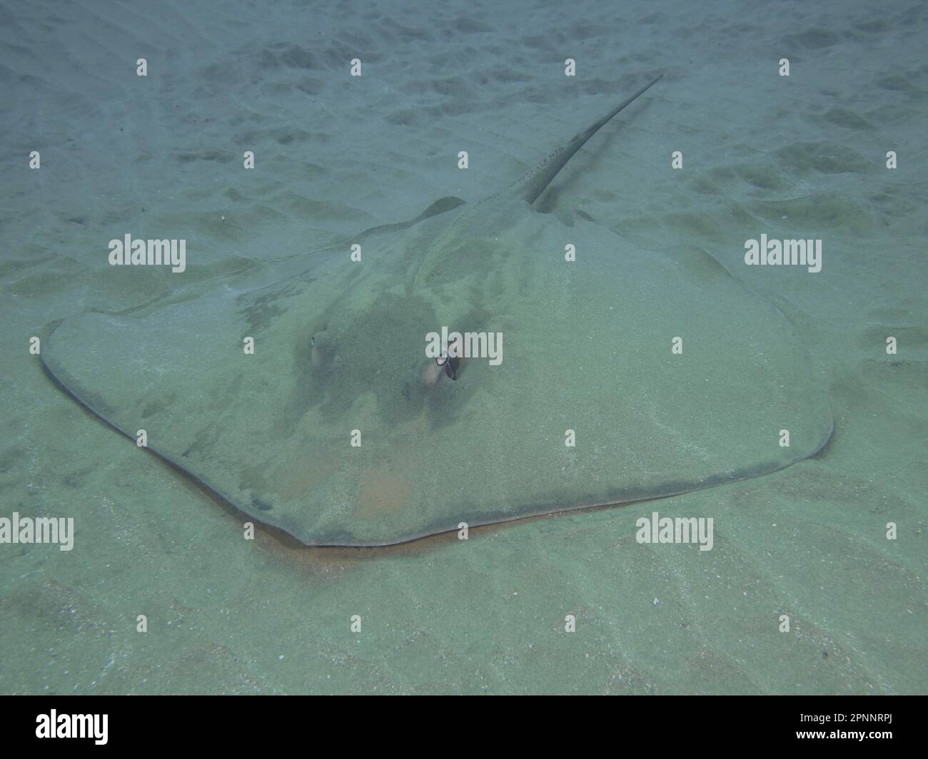 Dragon stingray (Trygon jenkinsii) (Himantura jenkinsi), stingray. Dive ...