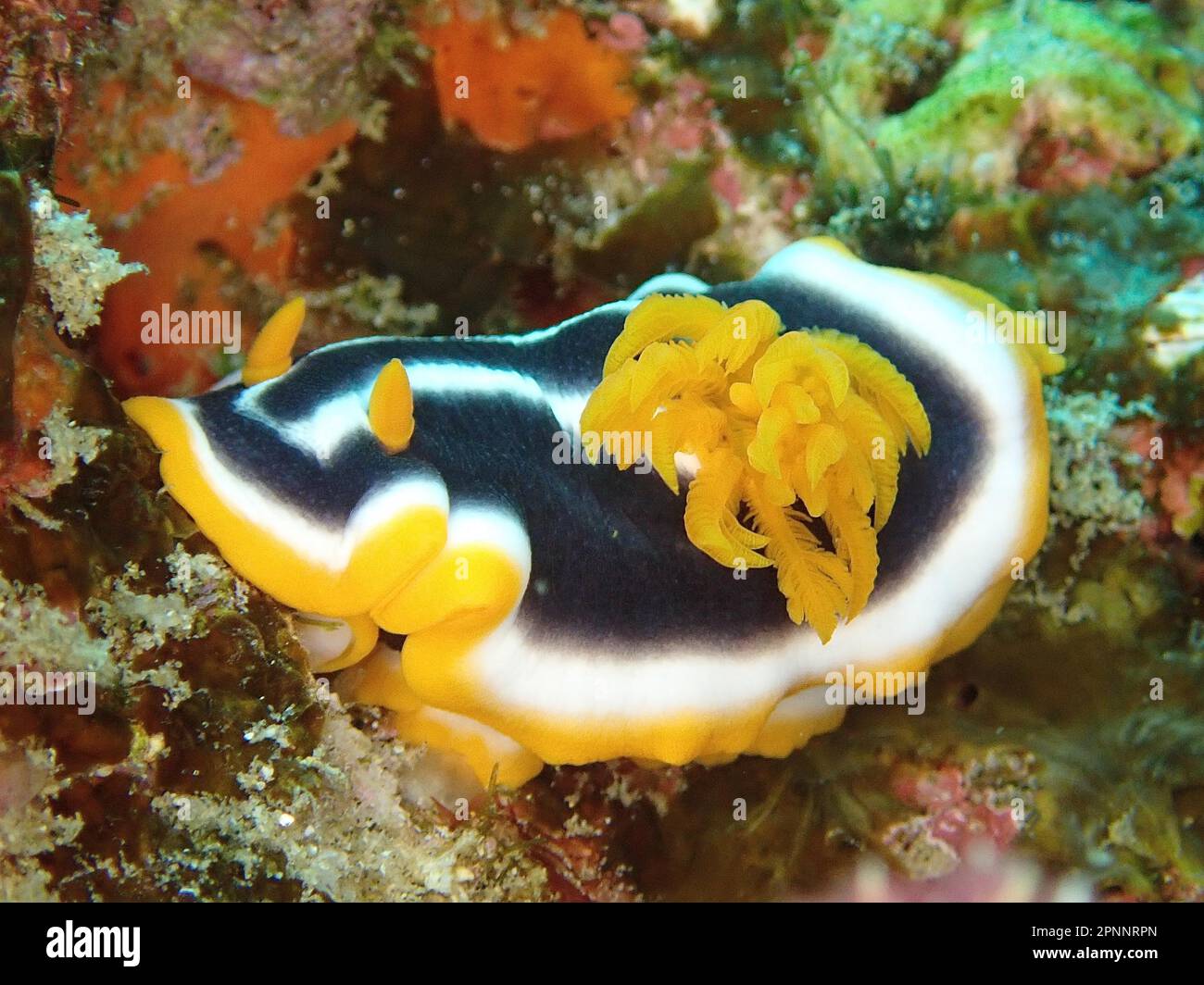 Africa star snail (Chromodoris africana), Sodwana Bay National Park ...