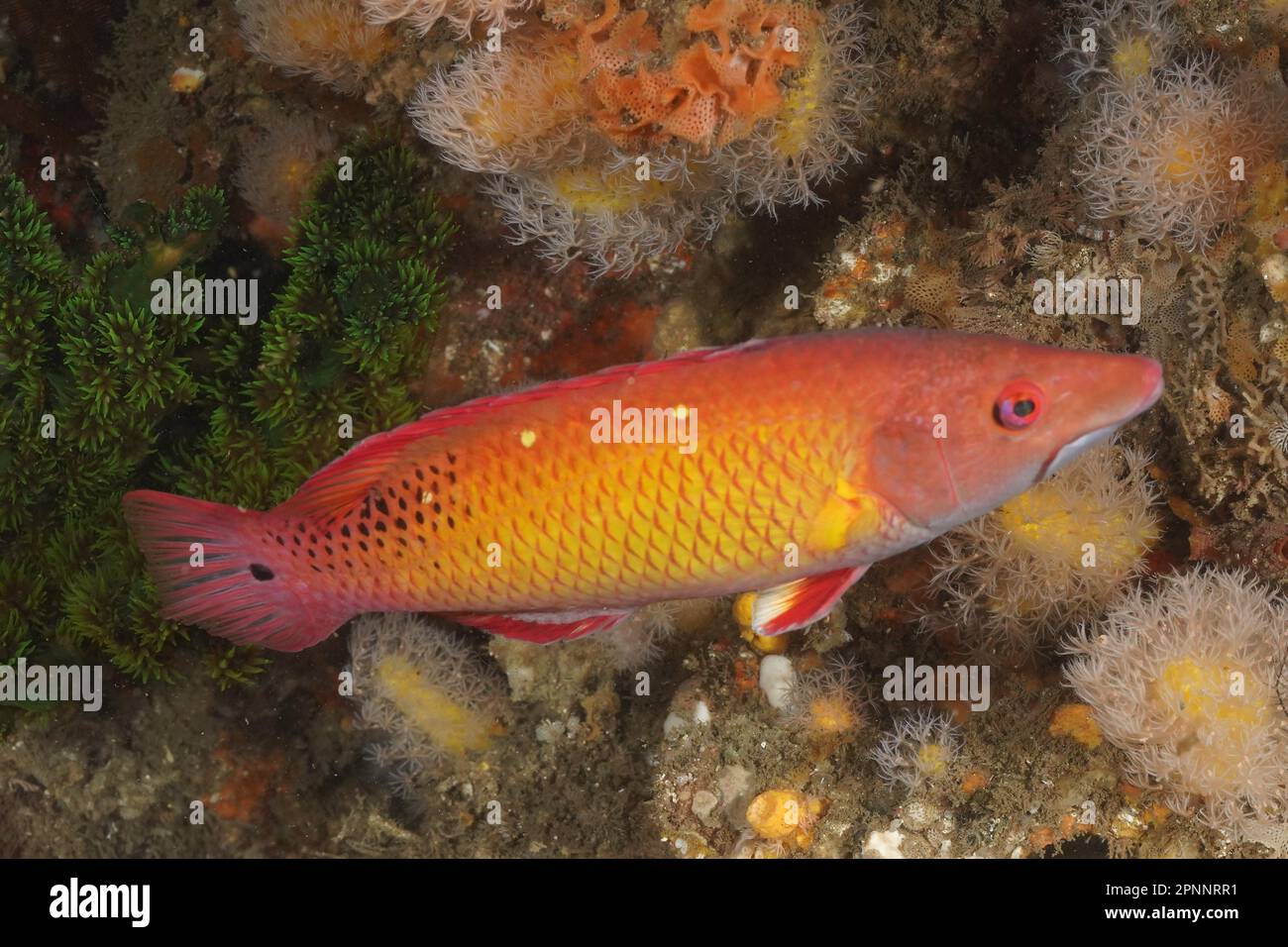 Diana pig wrasse (Bodianus diana), pig wrasse, Aliwal Shoal dive site ...