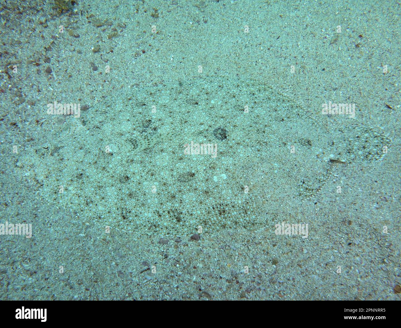 Well camouflaged peacock flounder (Bothus mancus) from above. Dive site ...