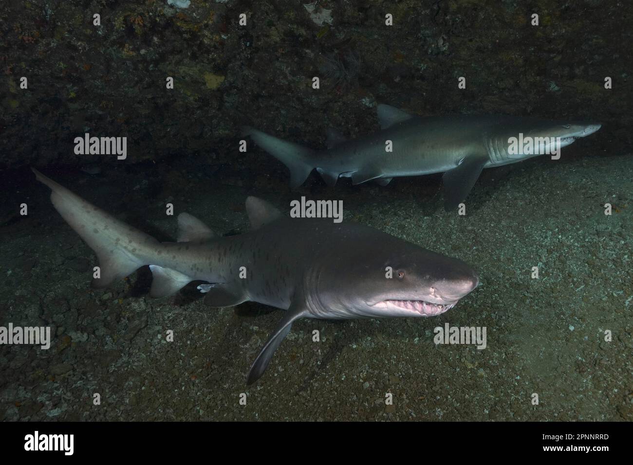 Two shark specimens hi-res stock photography and images - Alamy