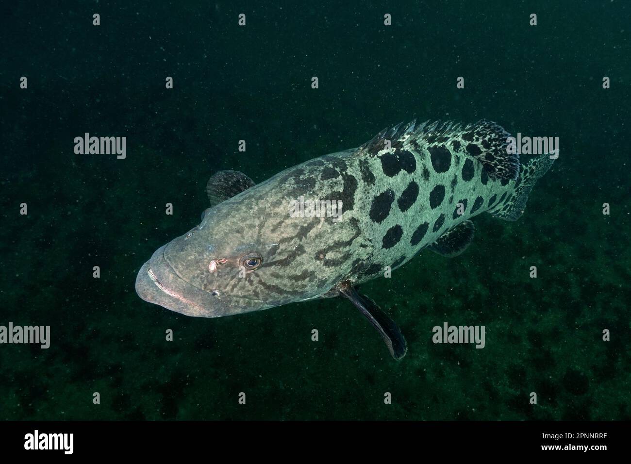 Potato grouper (Epinephelus tukula), Aliwal Shoal dive site, Umkomaas ...