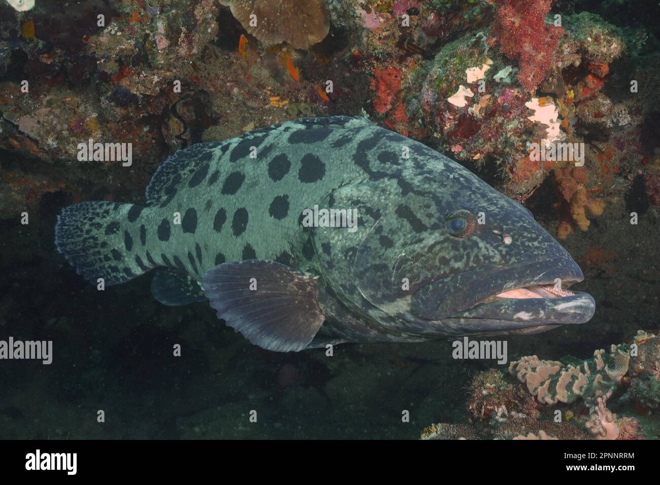 Potato grouper (Epinephelus tukula), Sodwana Bay National Park dive ...