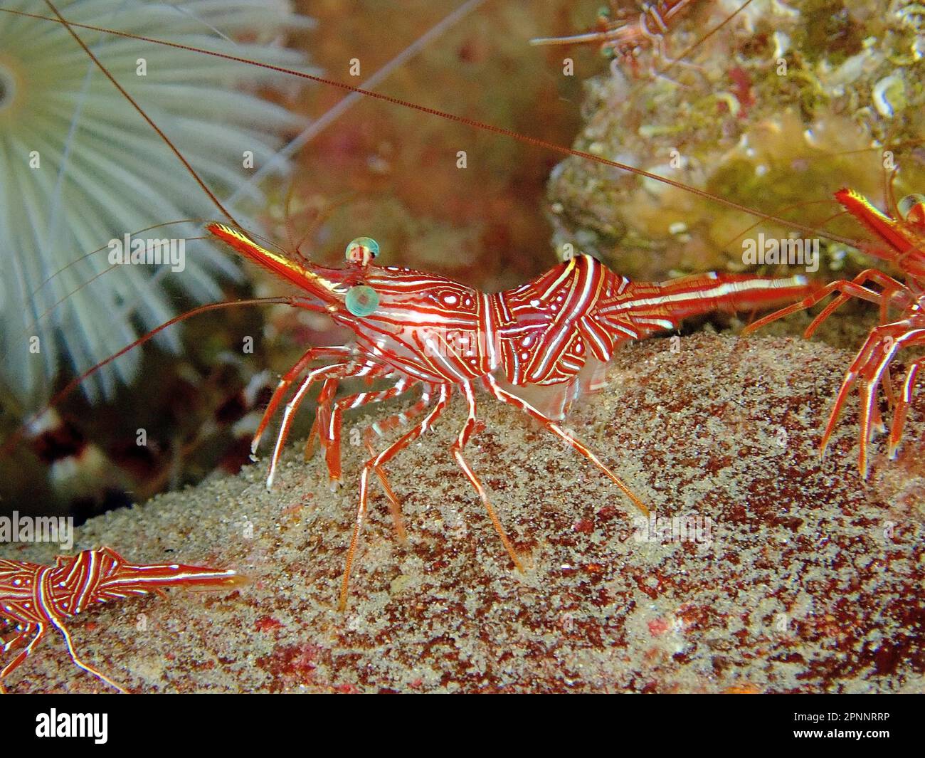 Camel shrimp (Rhynchocinetes durbanensis), Sodwana Bay National Park ...