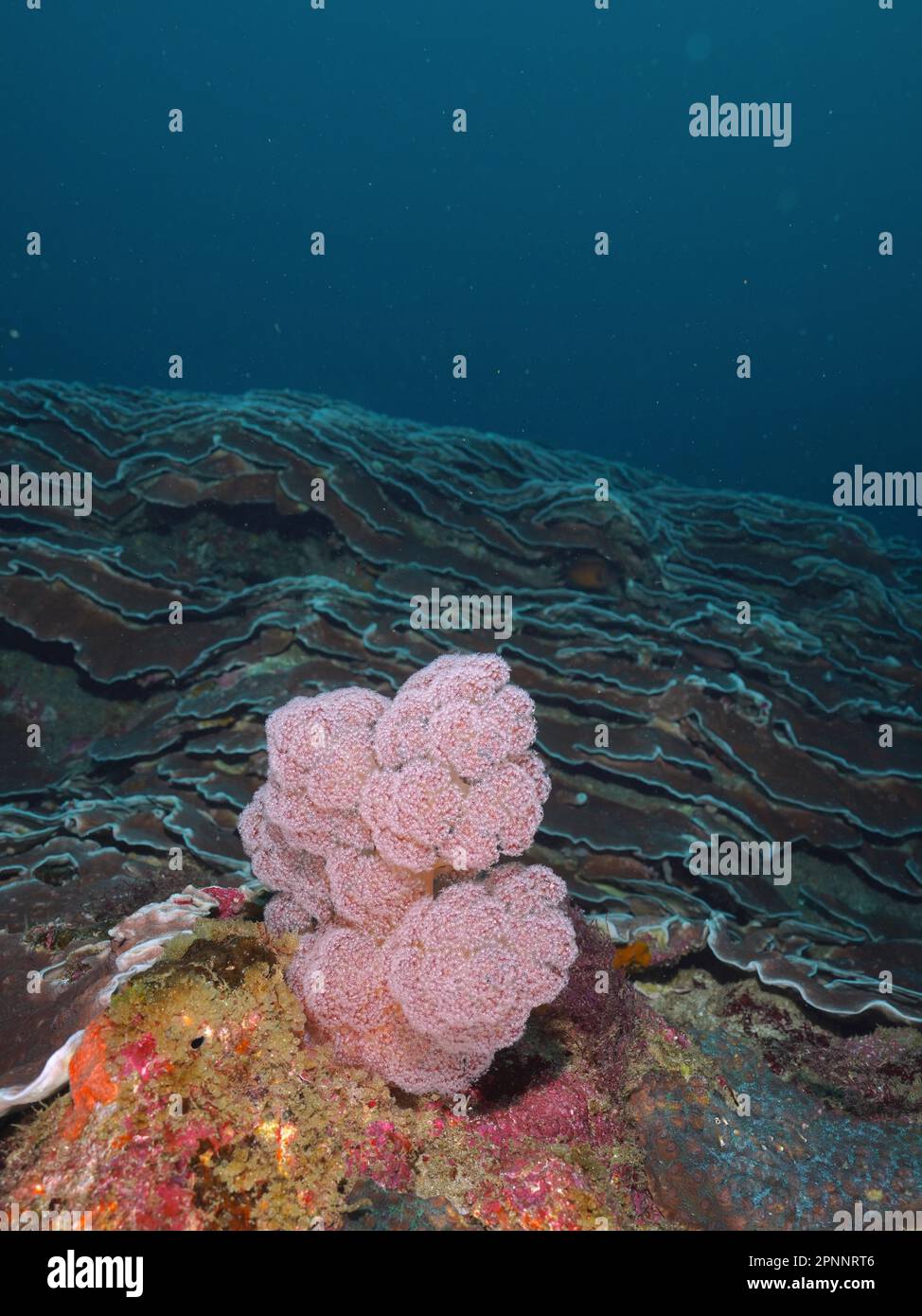 Thistle Tree Coral (Dendronephthya), Sodwana Bay National Park Dive ...