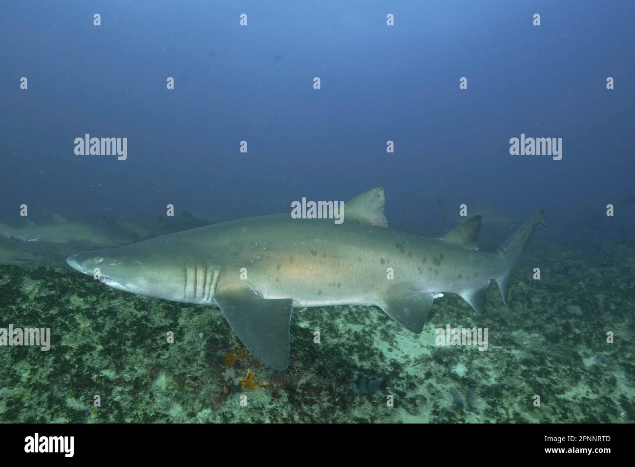 Sand tiger shark (Carcharias taurus) over the reef. Aliwal Shoal Dive ...