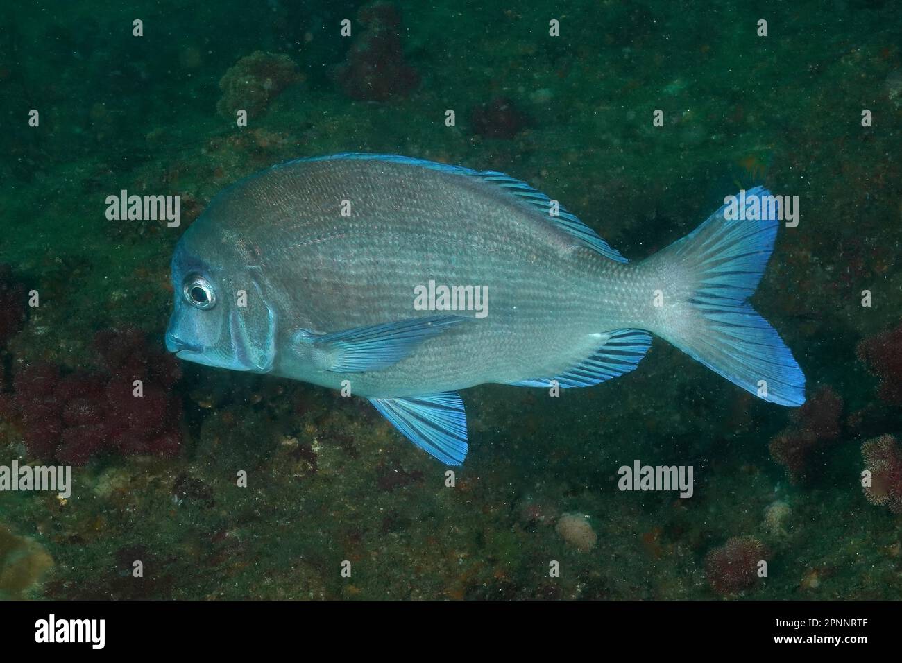 Bronze bream, sea bream (Pachymetopon grande), Aliwal Shoal dive site ...