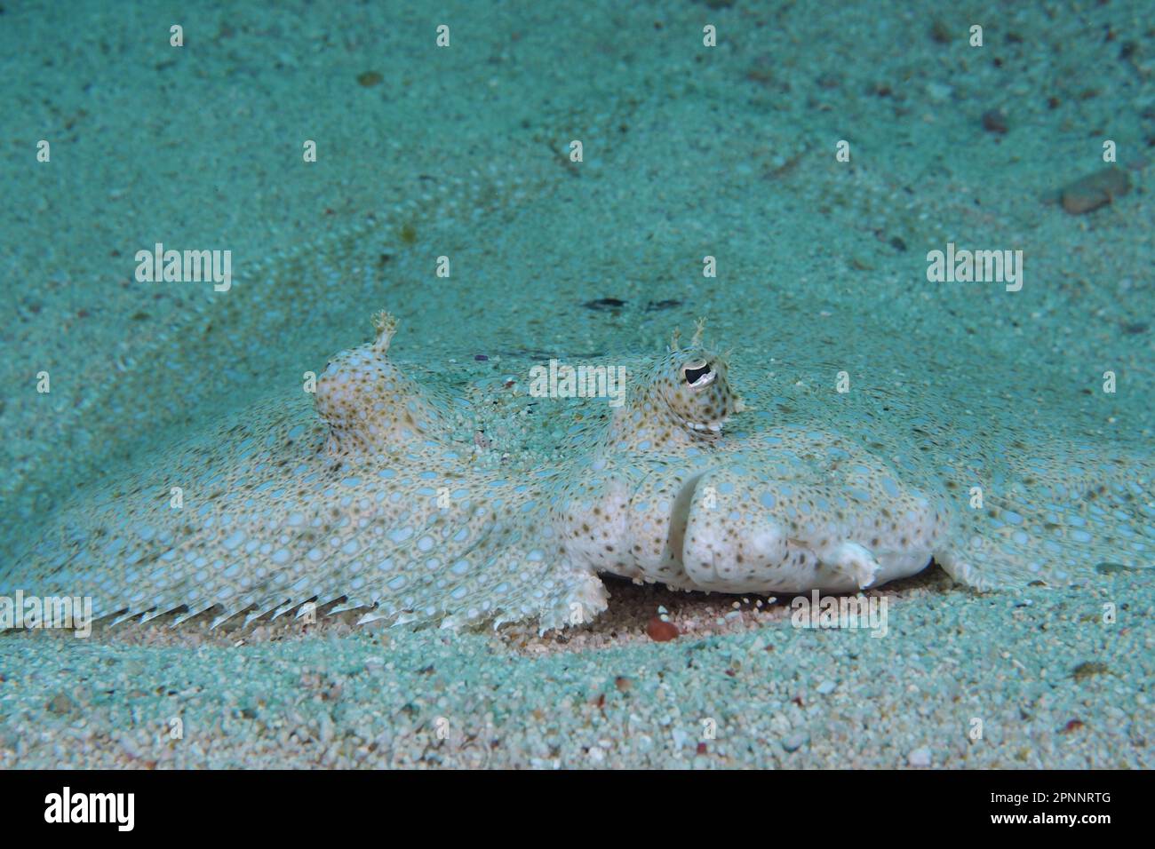 Portrait of peacock flounder (Bothus mancus), Sodwana Bay National Park ...