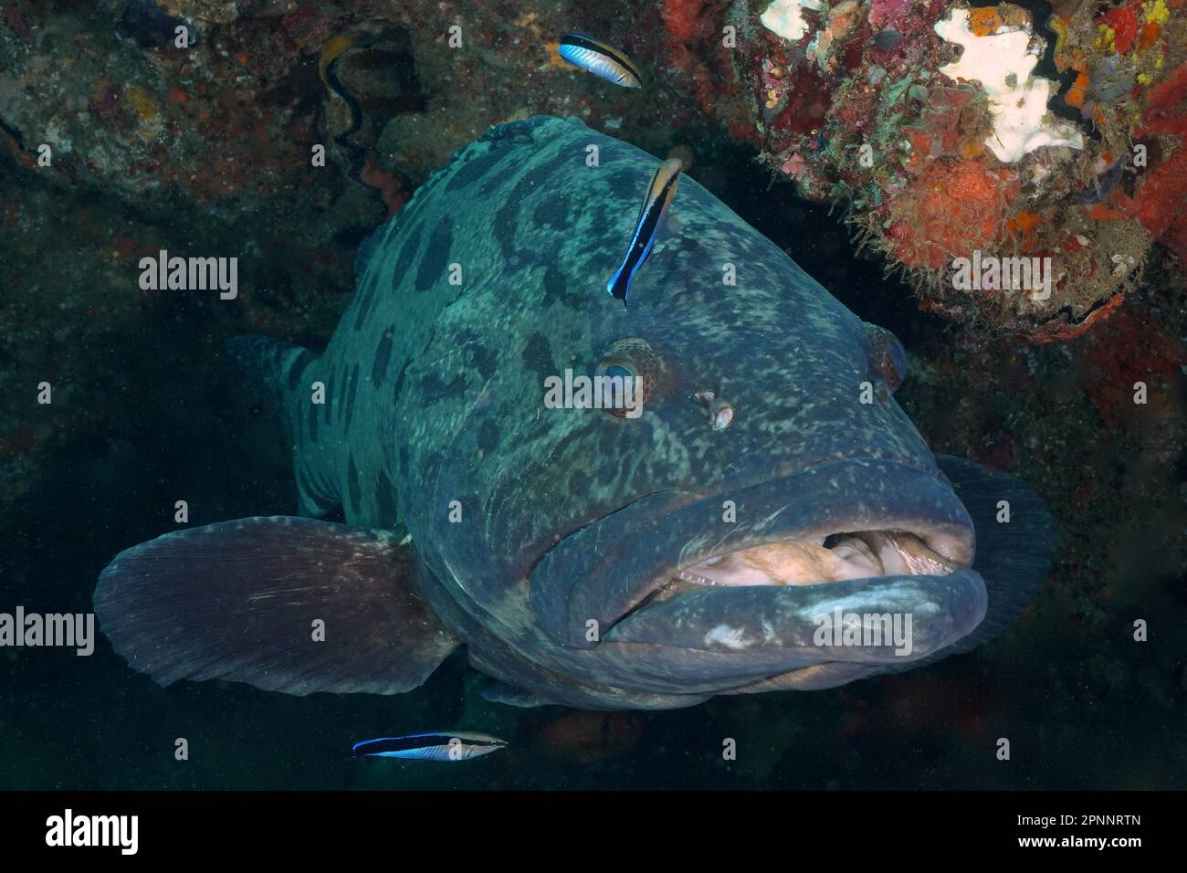 Potato grouper (Epinephelus tukula) and cleaner fish. Dive site Sodwana ...