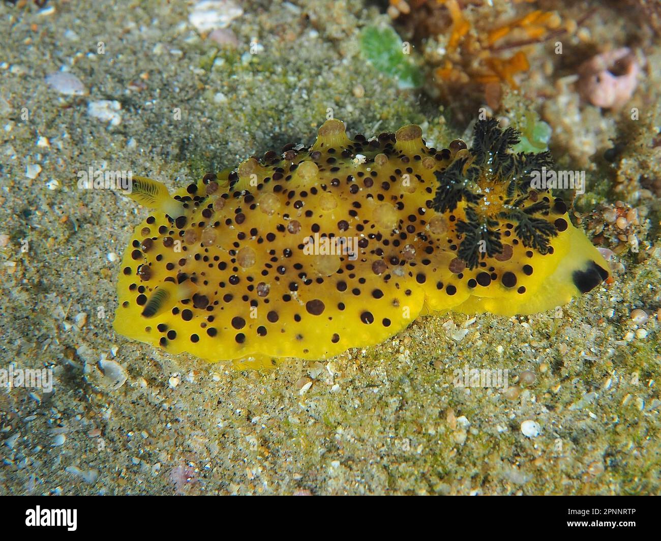 Dark spotted doris (Doris), Sodwana Bay National Park Dive Site ...