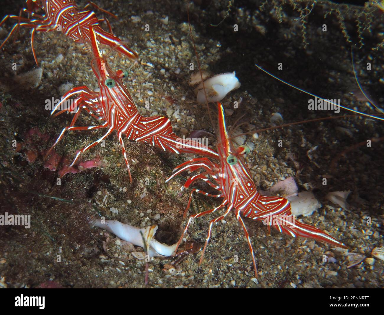Camel shrimp (Rhynchocinetes durbanensis), Sodwana Bay National Park ...