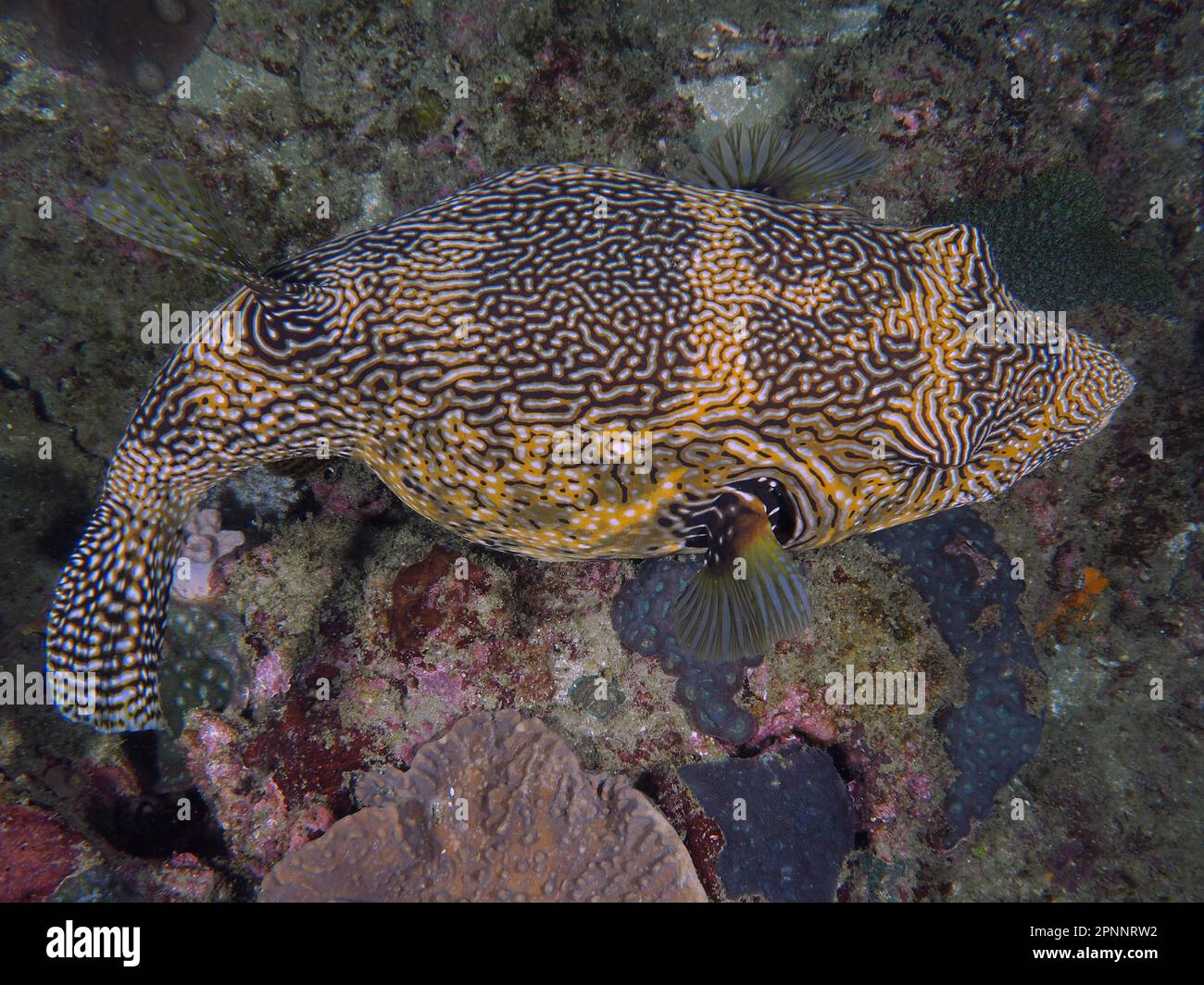 Map puffer (Arothron mappa), Sodwana Bay dive site, Maputaland Marine ...