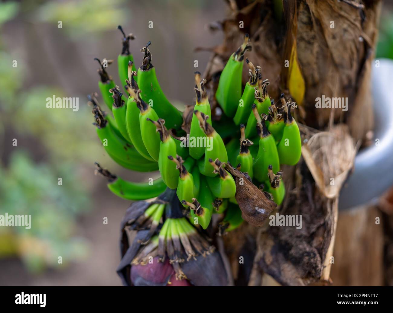 Asian banana farmer hi-res stock photography and images - Alamy