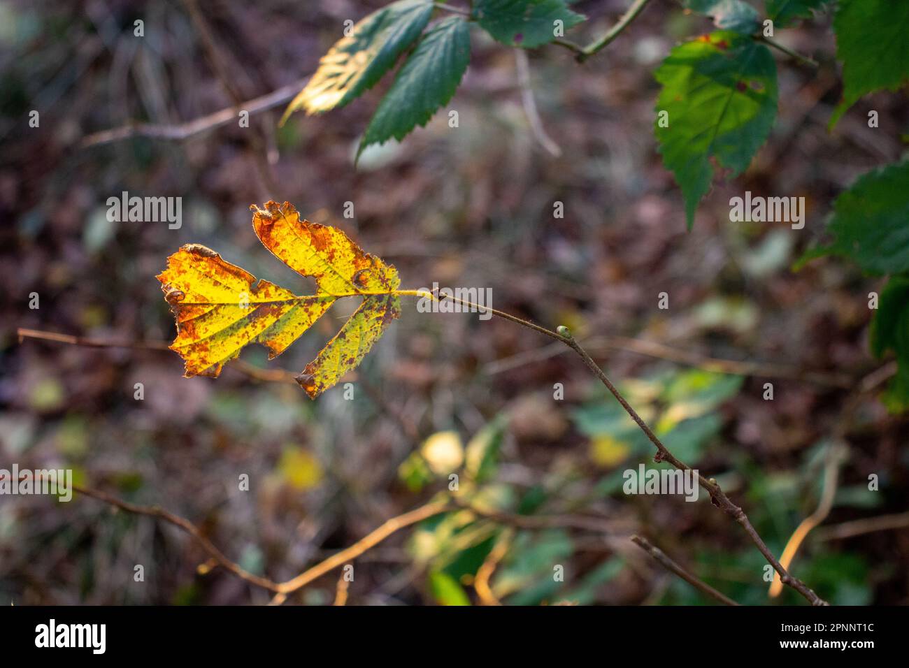 very damaged Autumn Beech leaf isolated on a natural green background ...