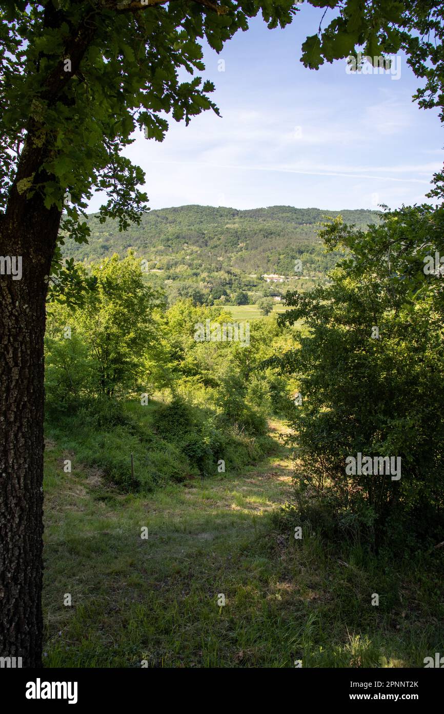 view through the trees to distant sun lit hills with a natural green ...