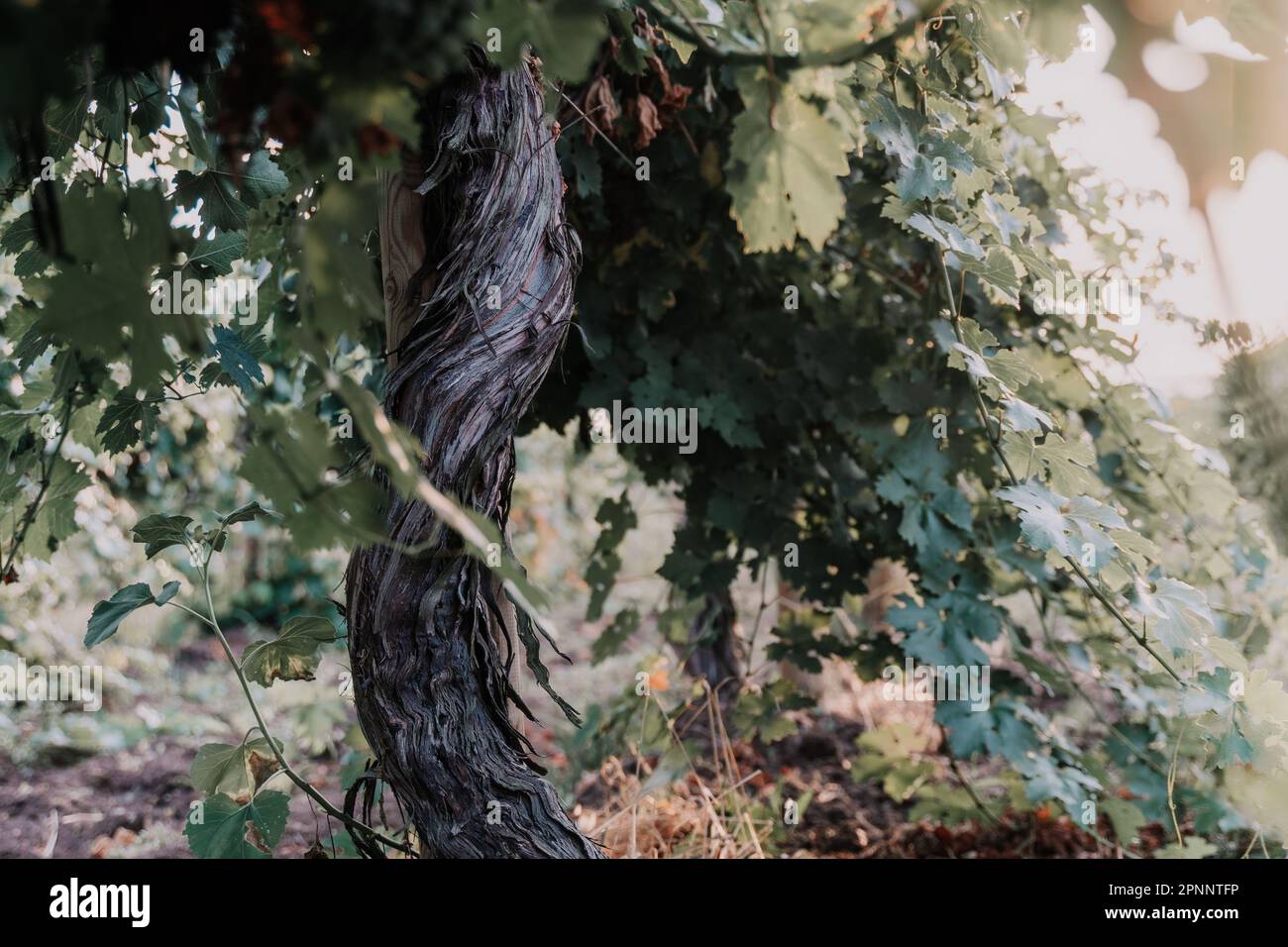 Clusters of ripe sweet grapes among the green leaves of grape bushes ...