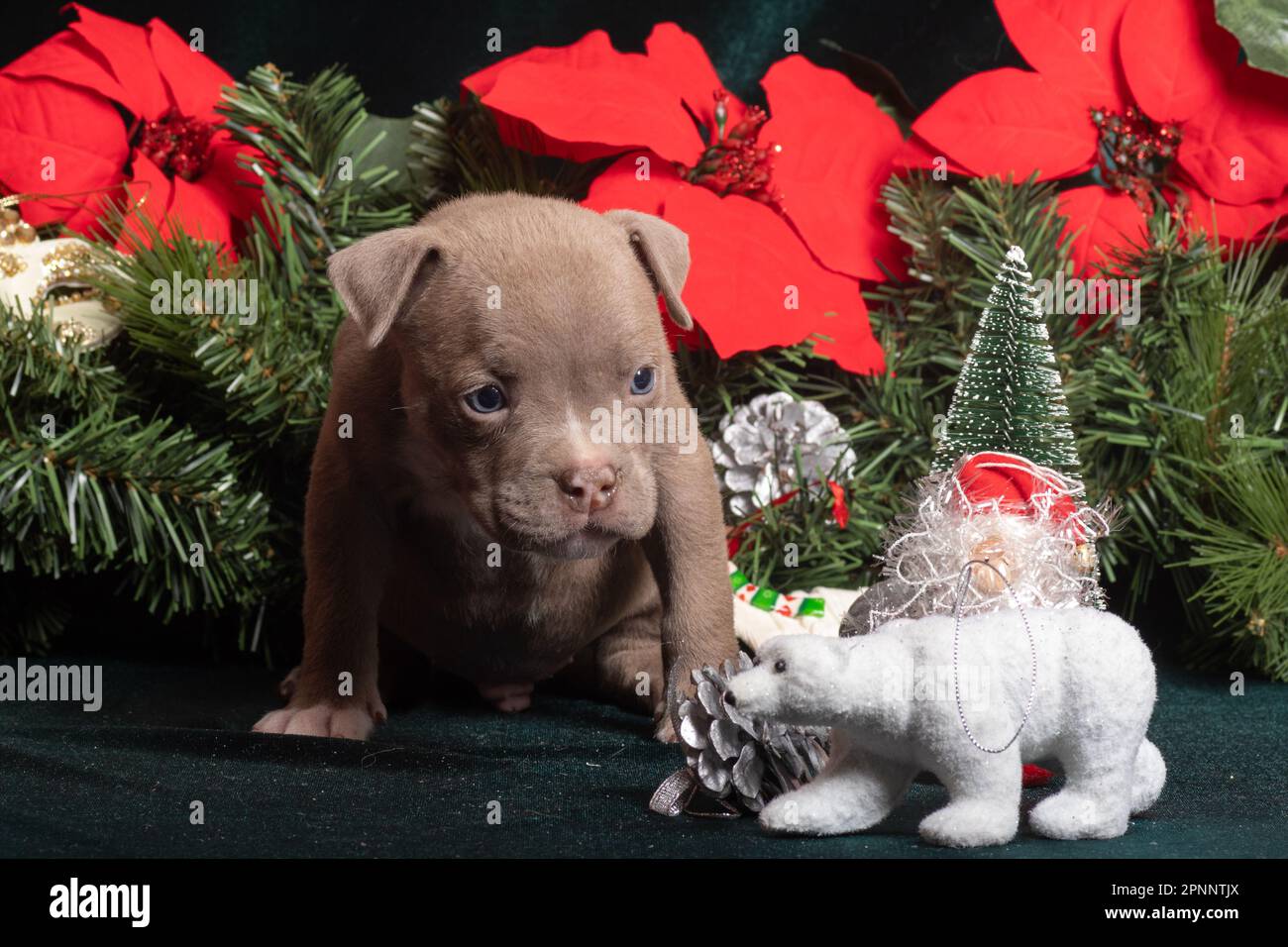 Little cute American Bully puppy sitting next to Christmas tree ...