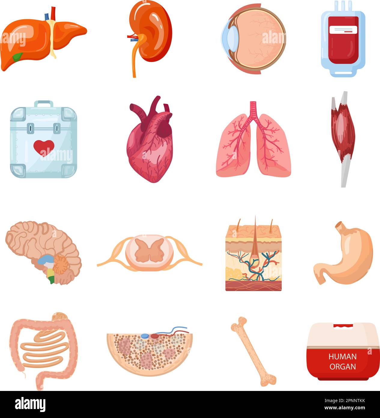 Donate organs icons set cartoon vector. Human donor Stock Vector Image ...
