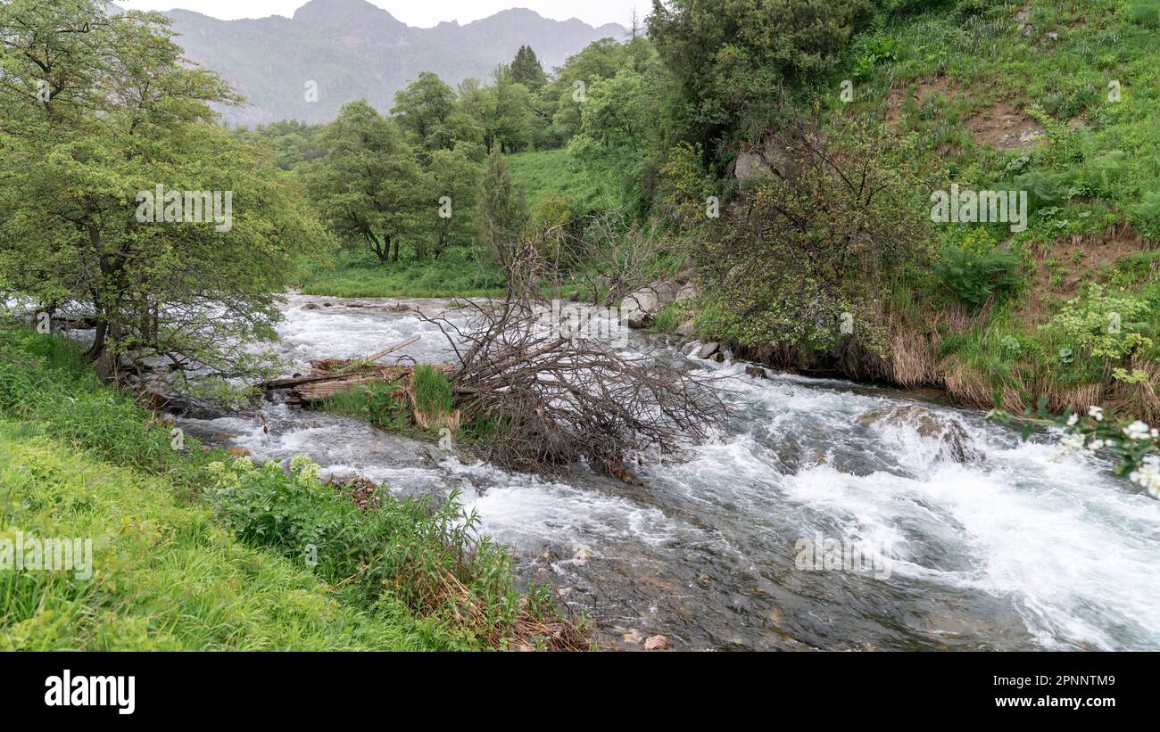 River in Sary-Chelek Nature Reserve landscape, a protected area located ...