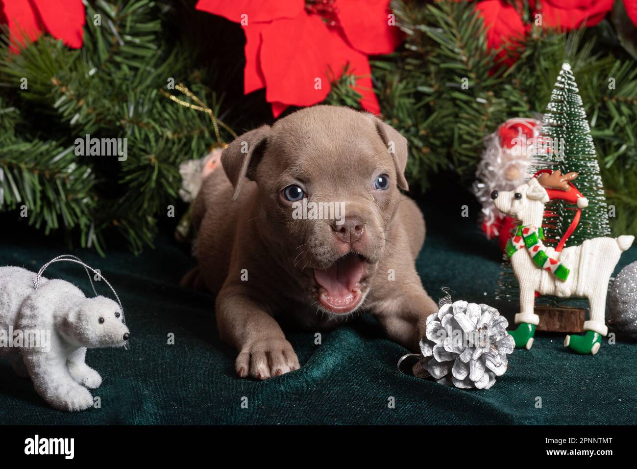 The american bully pocket hi-res stock photography and images - Alamy