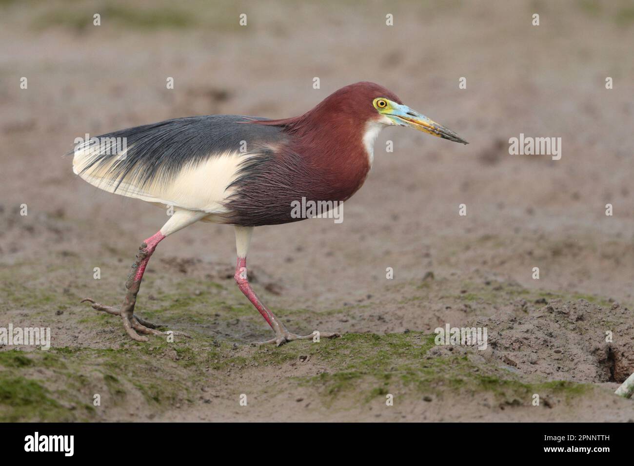 Chinese Pond Heron (Ardeola bacchus) in breeding plumage, side view ...