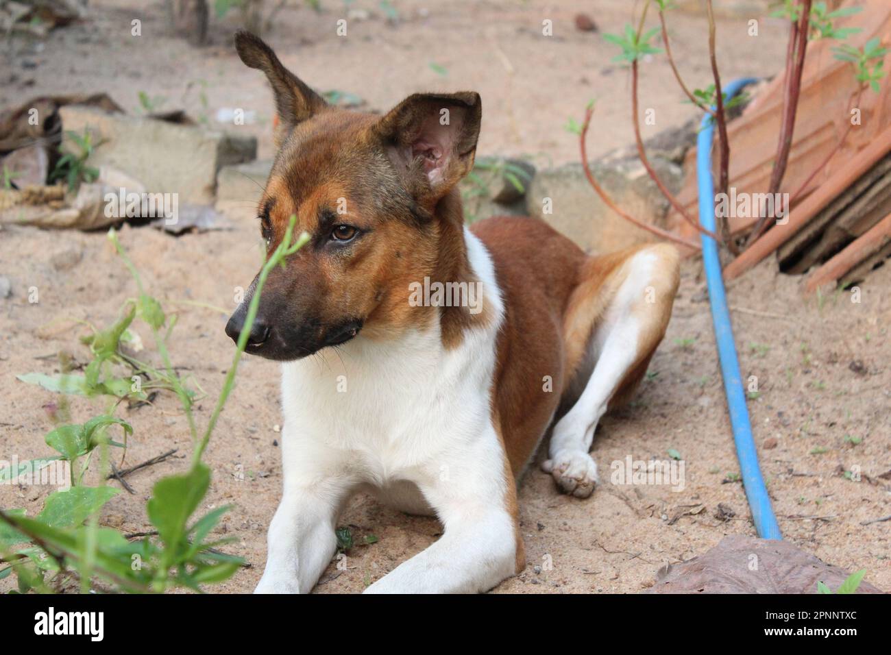 Cute Brown Color Dog | Brown Color Puppy Stock Photo - Alamy