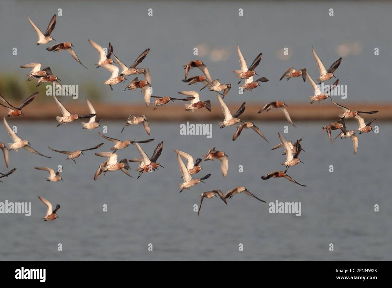 Flock of Curlew Sandpipers (Calidris ruficollis), in flight, Mai Po ...