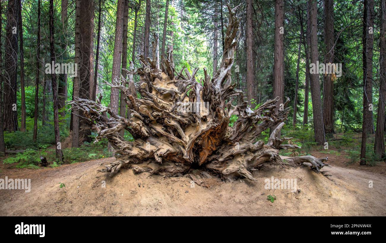 SAN FRANCISCO, CA - December 2022: Roots and trunk of a fallen Sequoia ...