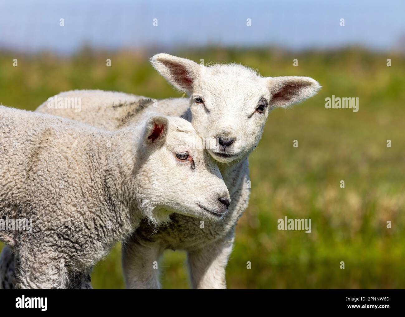 Two lambkin cuddle and love, heads close together and a green pasture ...