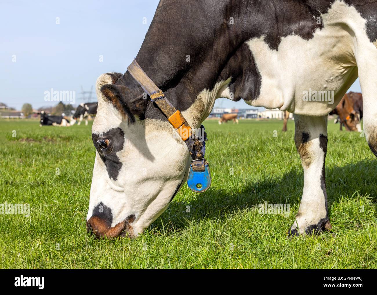 Cow grazing calm, eating blades of grass, black and white, in a green ...