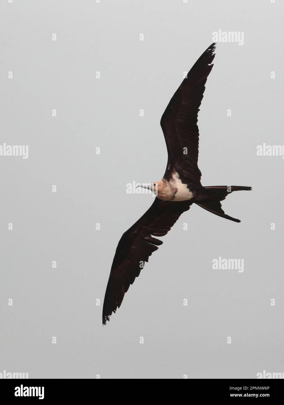 Lesser Frigatebird (Fregata ariel),underside view, in flight over Mai ...