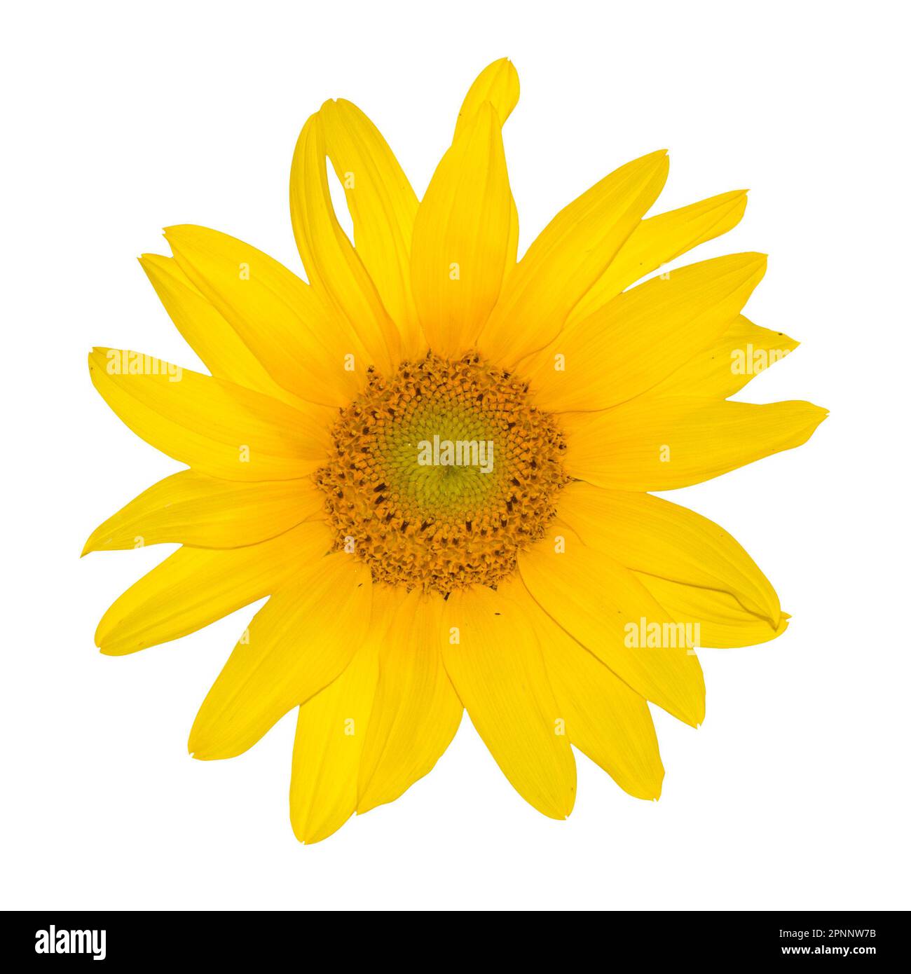 Dreamstime Cut Out Stock Images & Pictures - Alamy