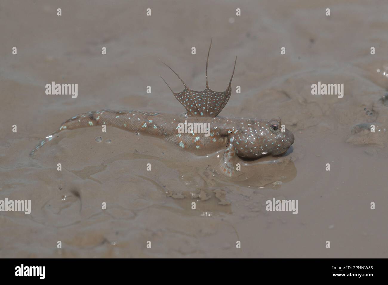 Great Blue Spotted Mudskipper (Boleopthalmus pectinirostris), side view ...