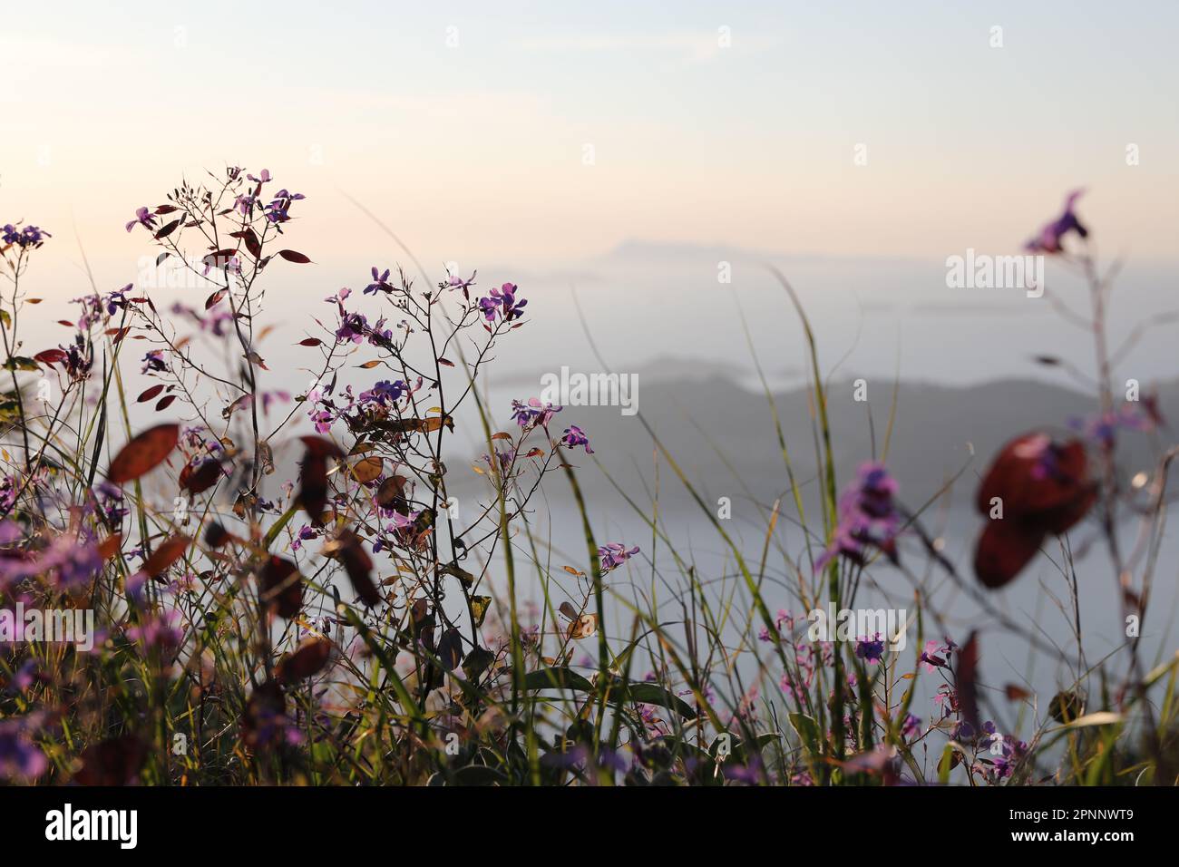 Nature, wild flowers Stock Photo - Alamy