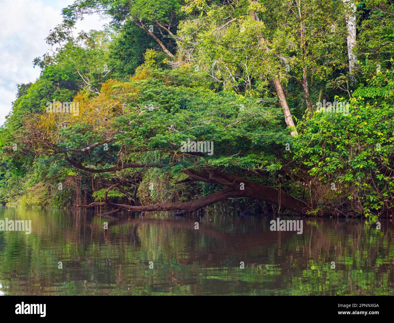 Amazonia - wall of green tropical forest of the Amazon jungle, green ...