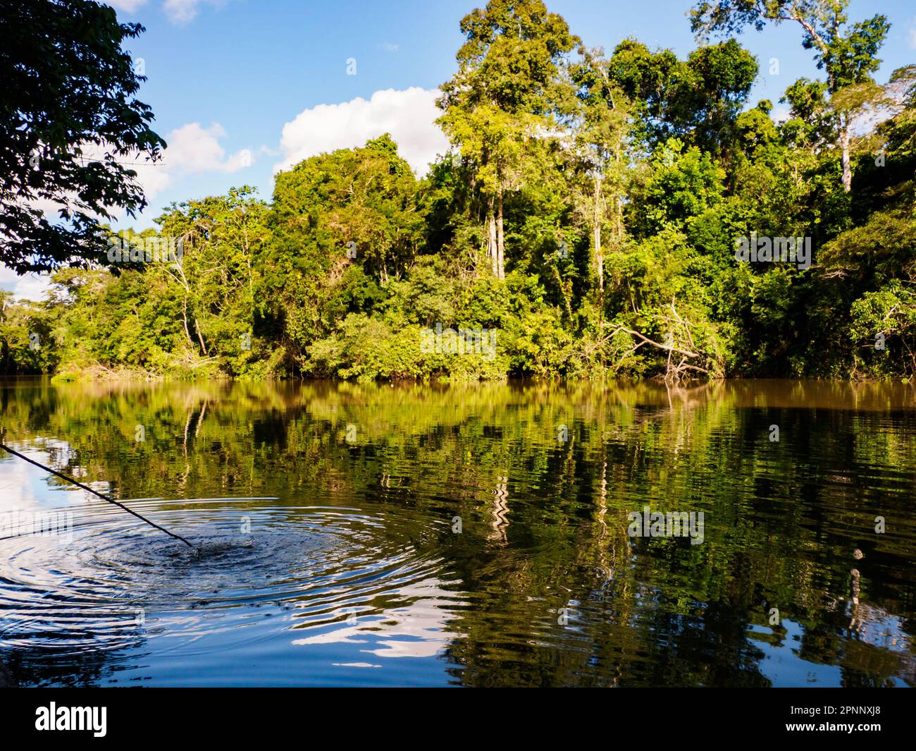 Amazonia - wall of green tropical forest of the Amazon jungle, green ...