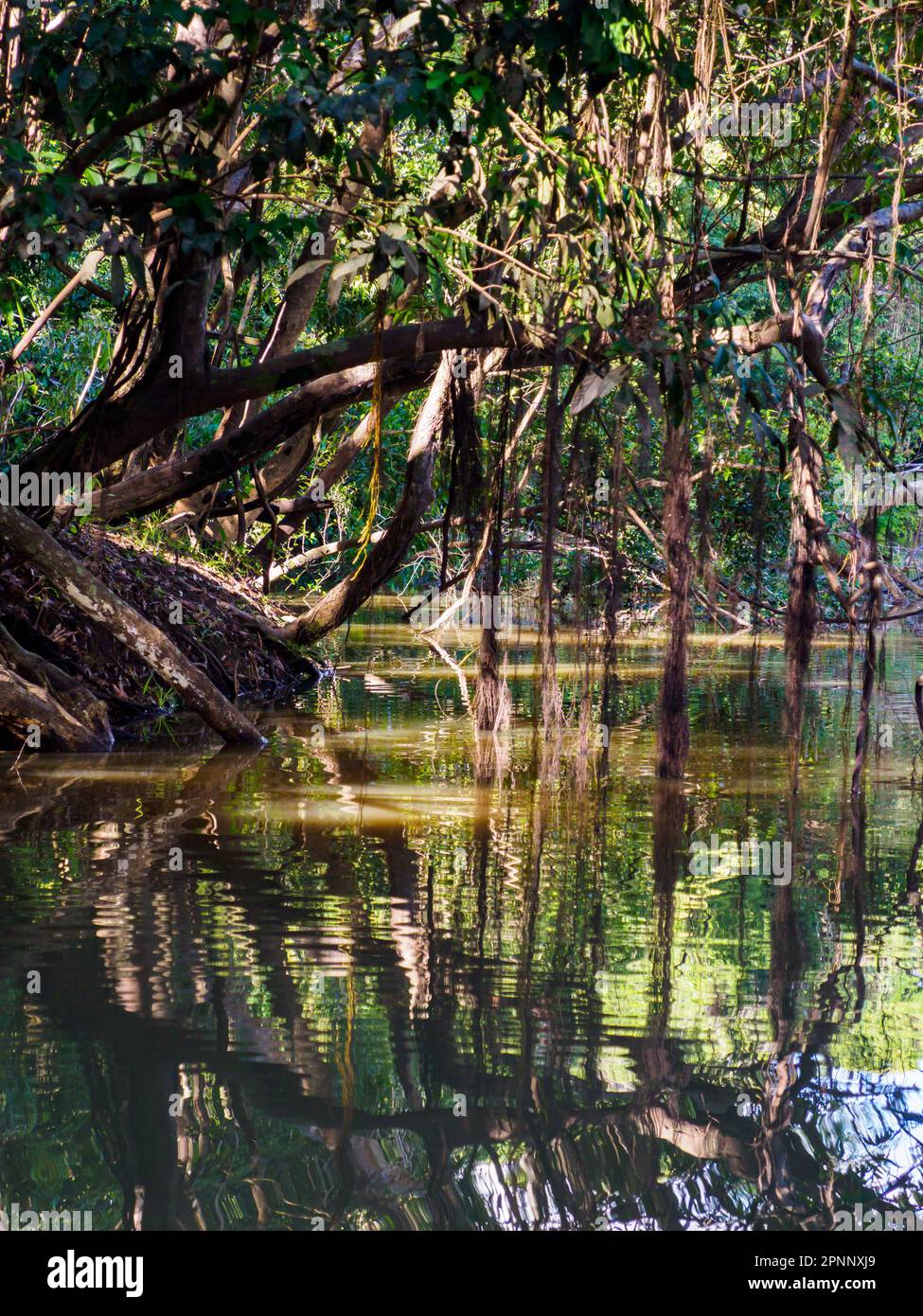 Lianas hanging from a tree by the water of the Mata Mata lagoon in the ...