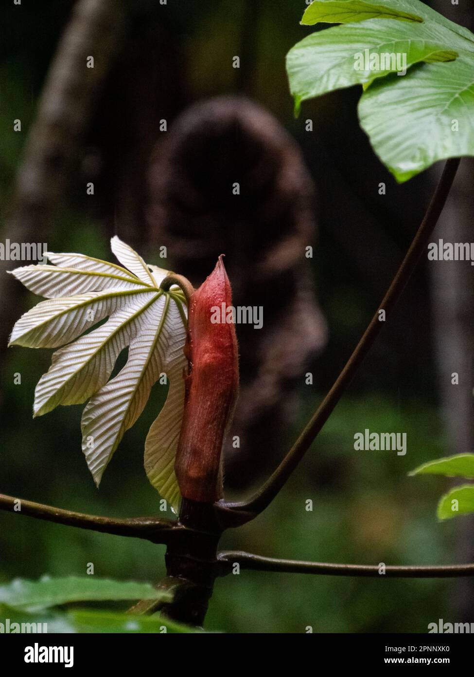 New life in the Amazon rain forest. Amazonia, Pacaya Samiria National ...