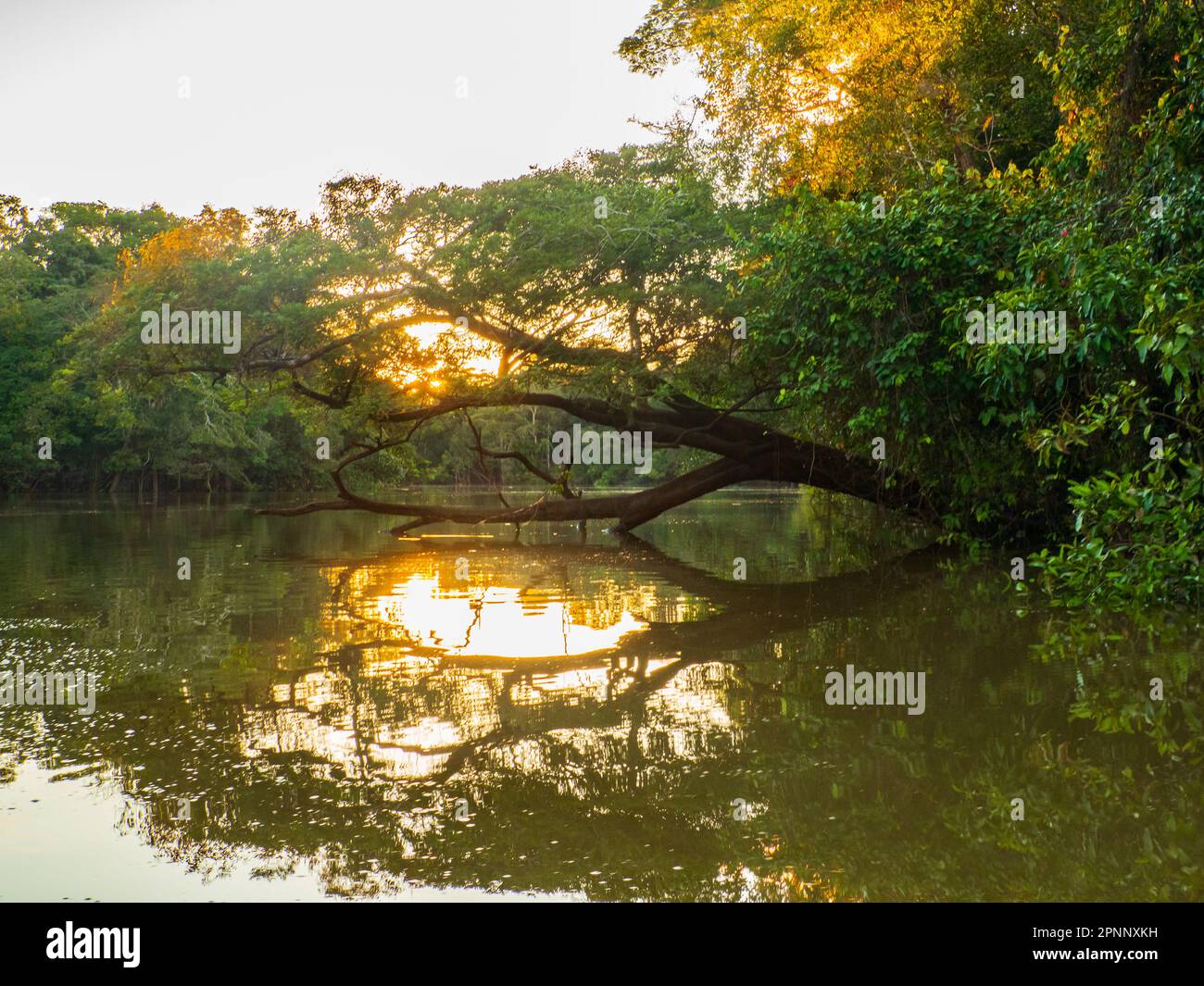Amazonia - wall of green tropical forest of the Amazon jungle, green ...
