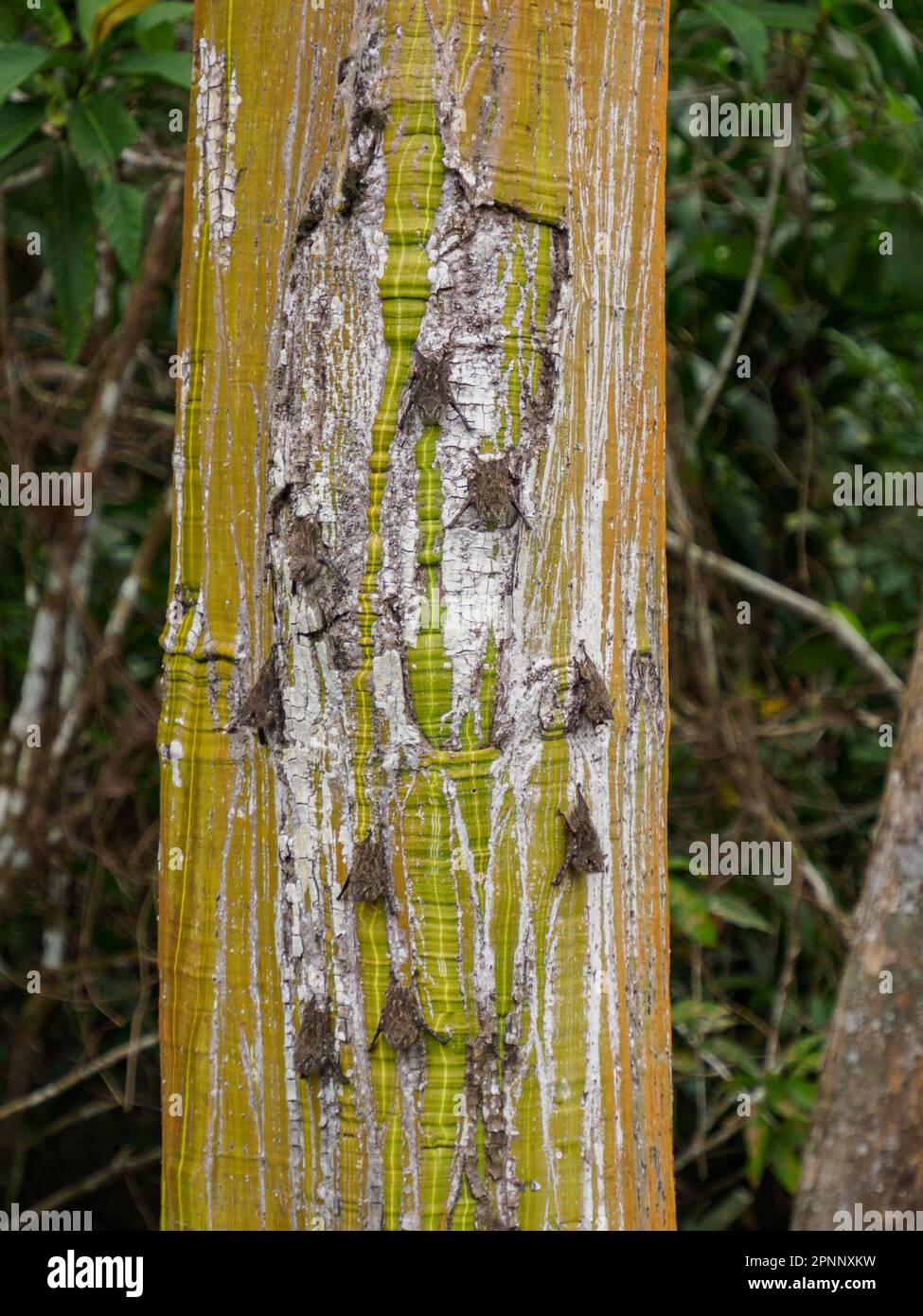Little bats on the tree trunk in Reserva Nacional Pacaya Samiria ...