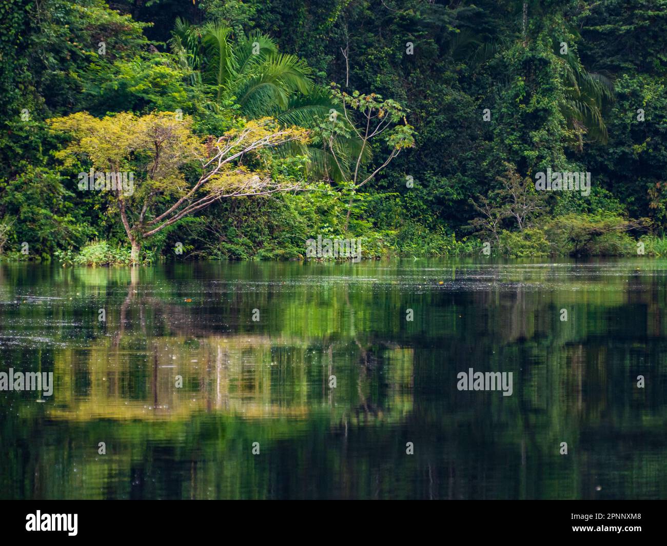 The Marañón River (Maranon) in Reservas Nacional Pacaya Samiria ...