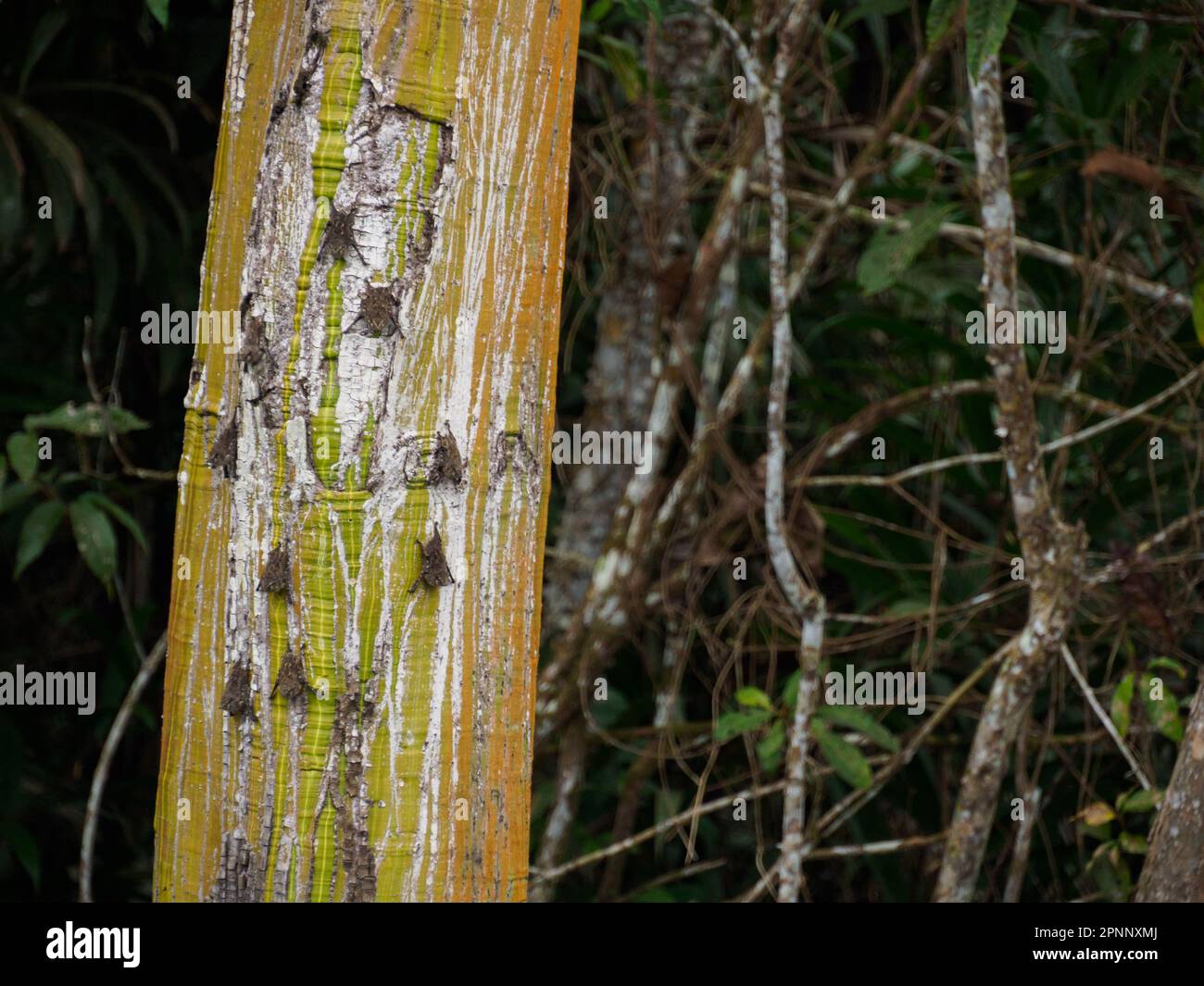 Little bats on the tree trunk in Reserva Nacional Pacaya Samiria ...
