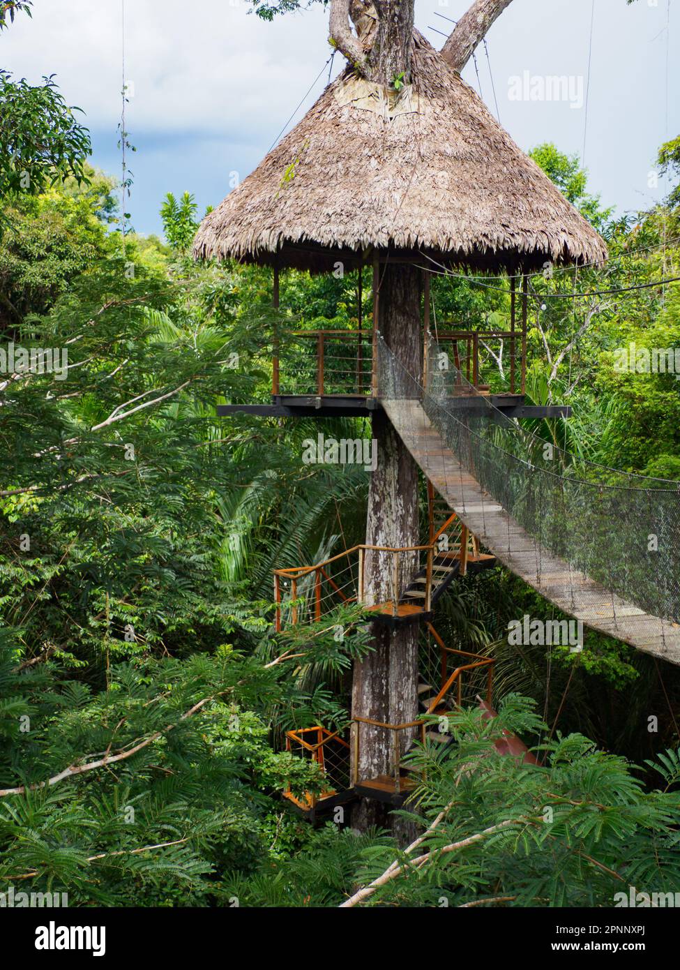 Glamping accommodation in the Amazon rainforest. Wooden treehouse ...