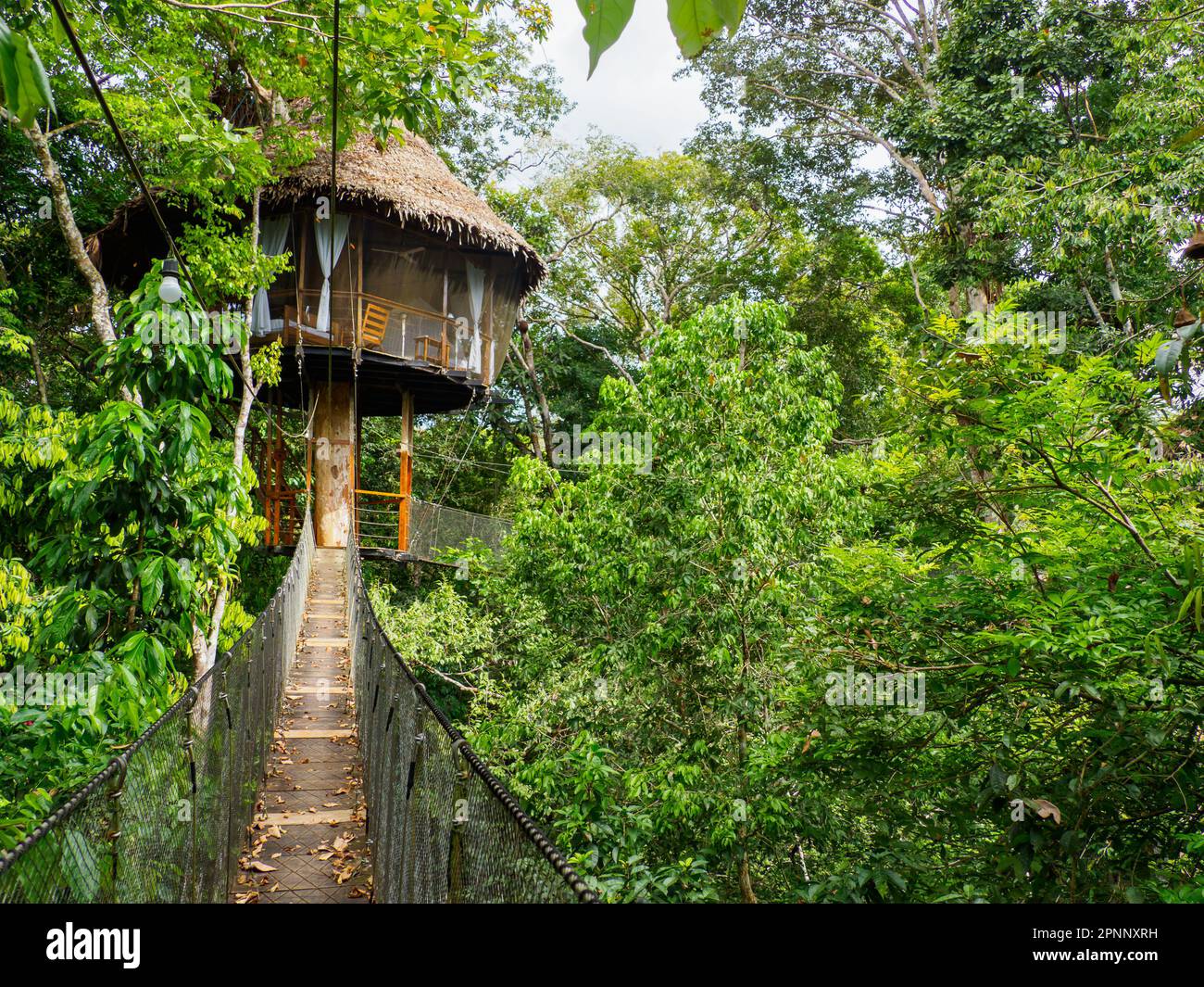 Glamping accommodation in the Amazon rainforest. Wooden treehouse ...