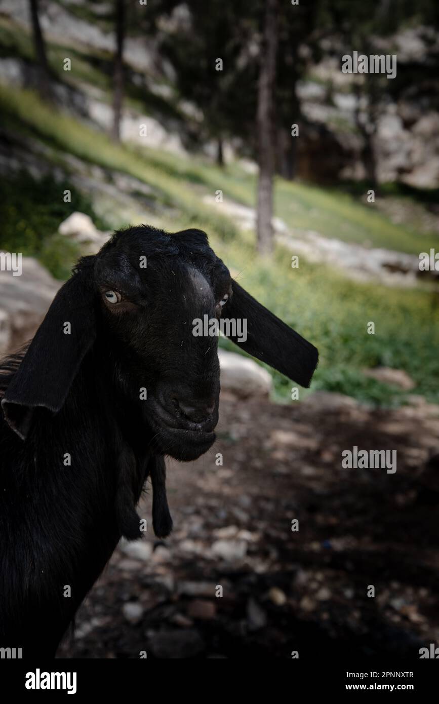 goat portrait photo Stock Photo - Alamy